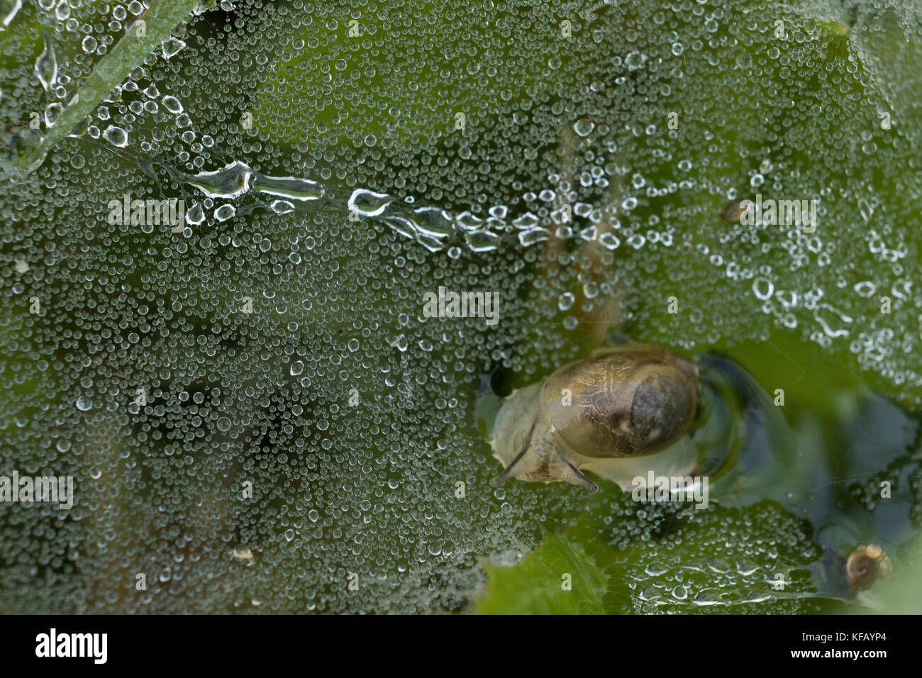 Snail in spider web with dew drops Stock Photo - Alamy