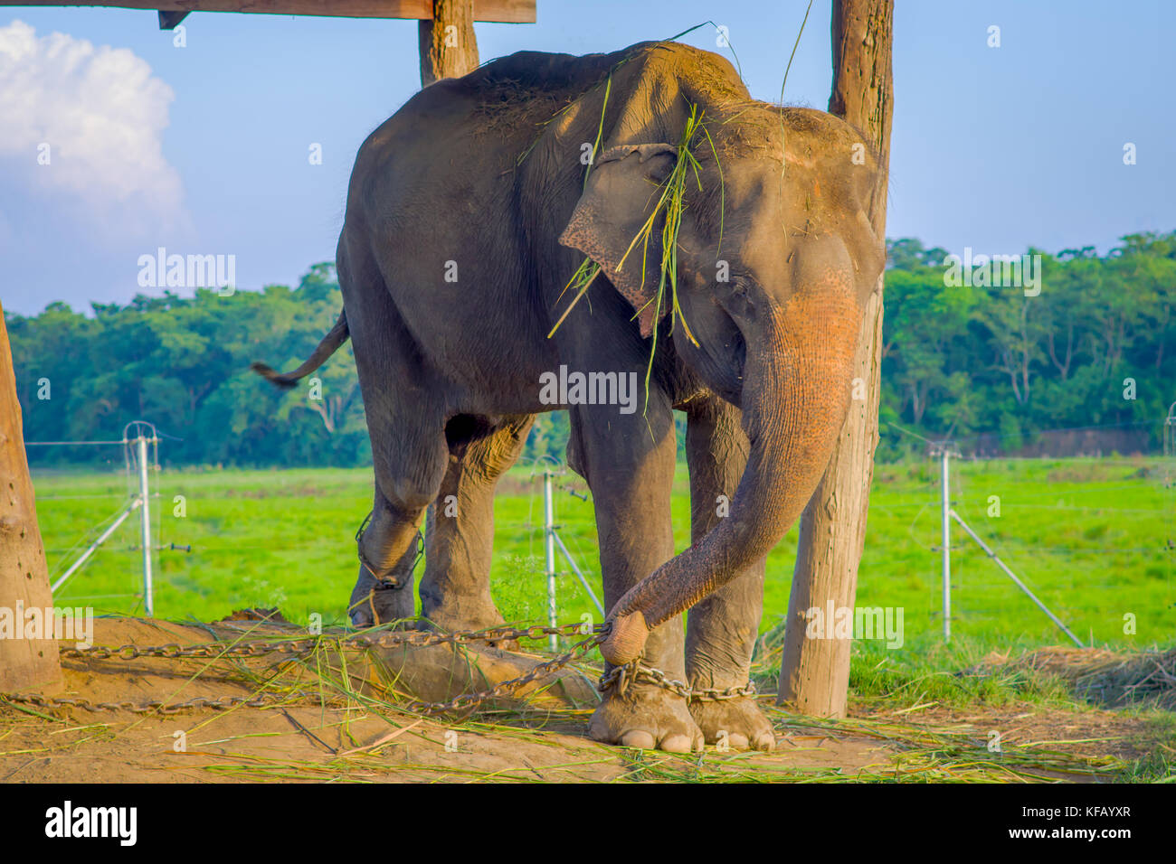 Beautiful elephant chained in a wooden pillar under a tructure at ...