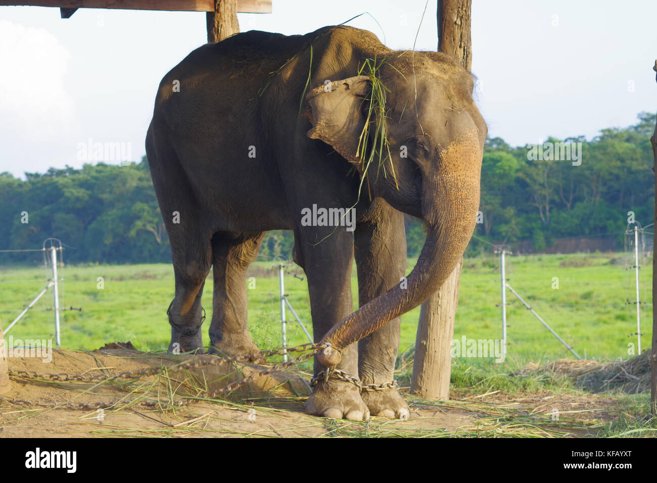 Beautiful elephant chained in a wooden pillar under a tructure at ...