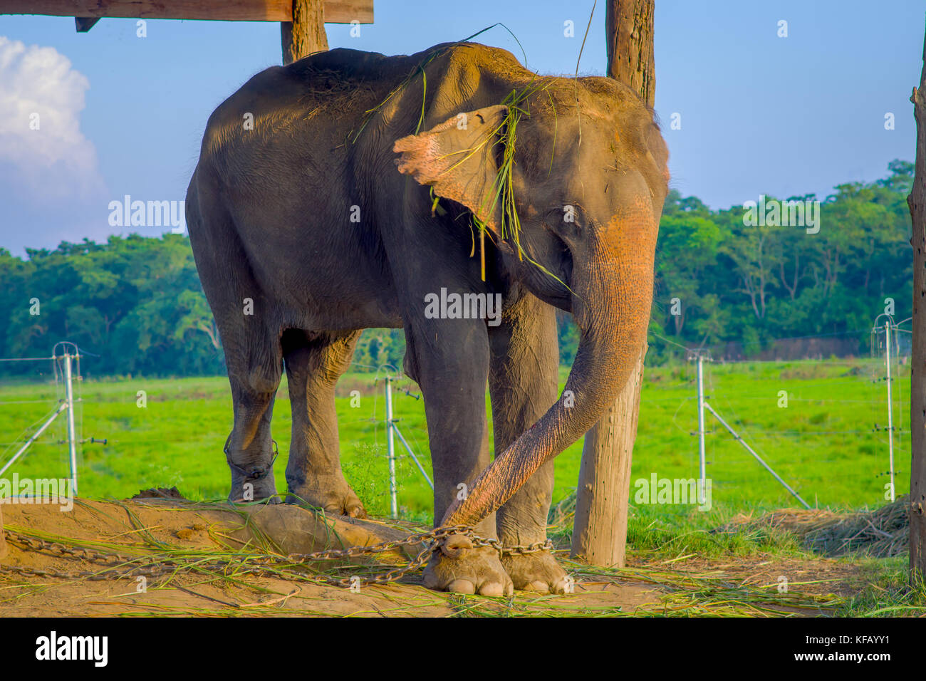 Beautiful elephant chained in a wooden pillar under a tructure at ...