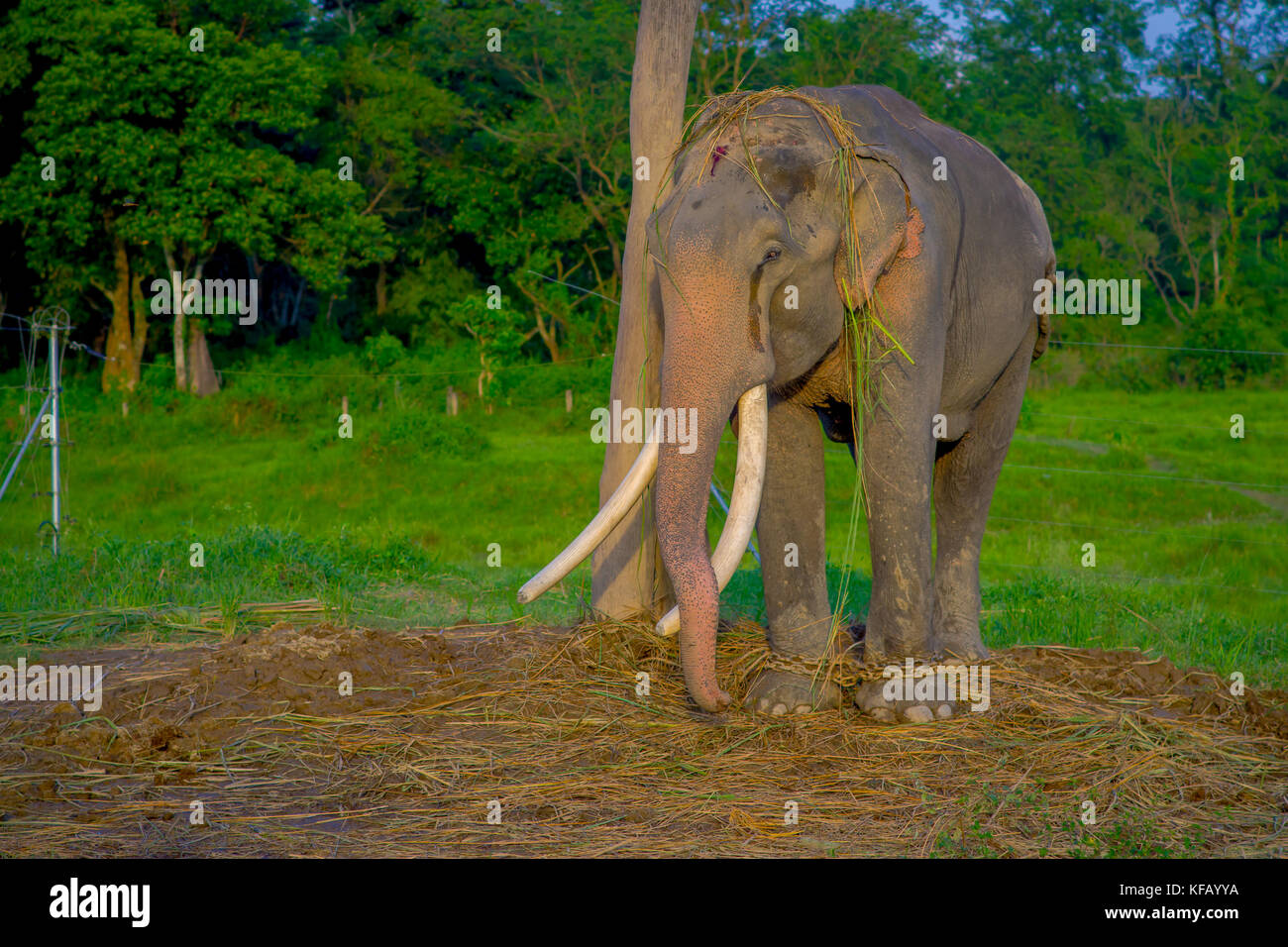 Beautiful elephant chained in a wooden pillar at outdoors, in Chitwan ...