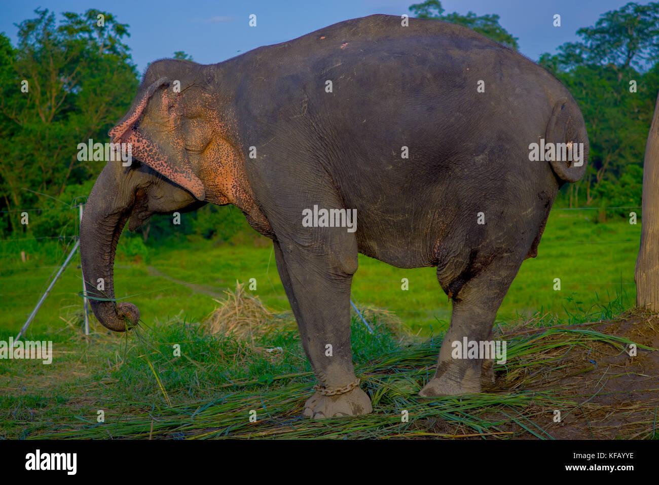 Close up of beautiful sad elephant chained in a wooden pillar at ...