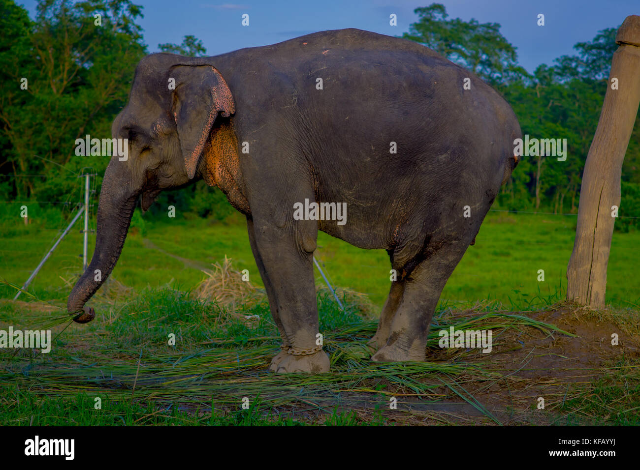 Close up of beautiful sad elephant chained in a wooden pillar at ...