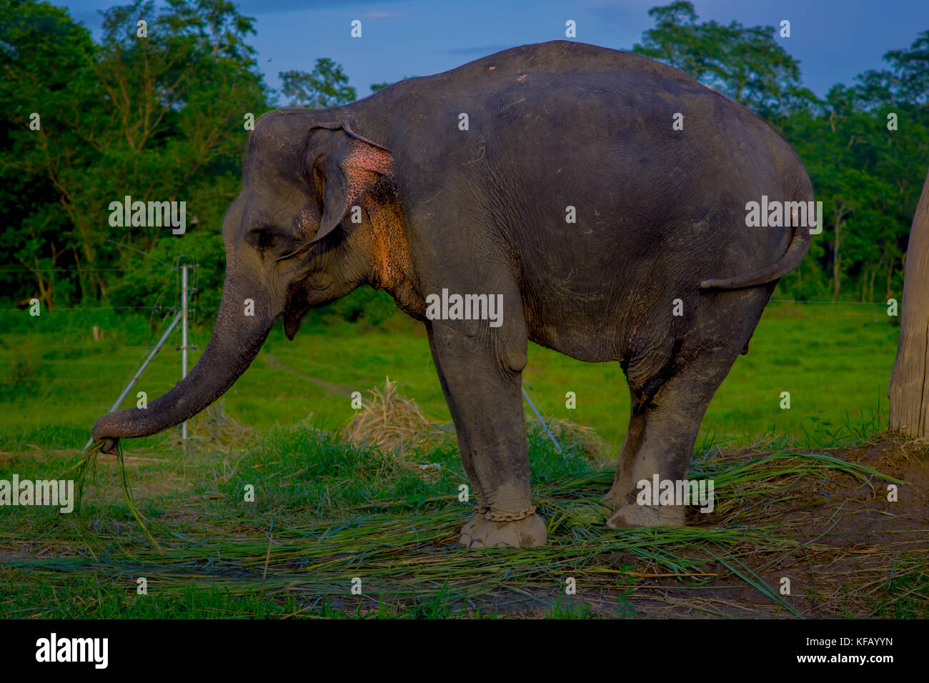 Close up of beautiful sad elephant chained in a wooden pillar at ...