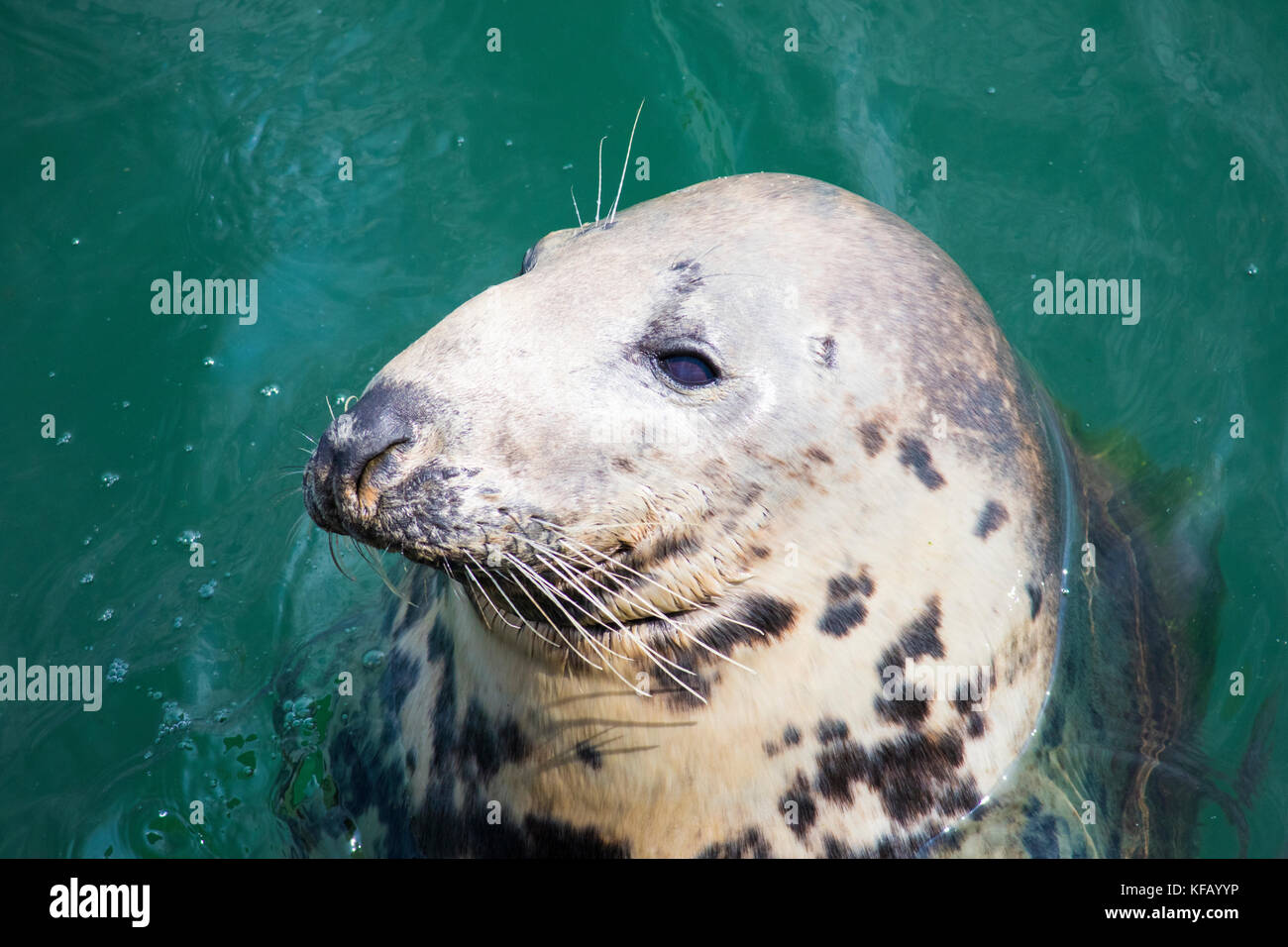 harbour seal portrait Stock Photo - Alamy