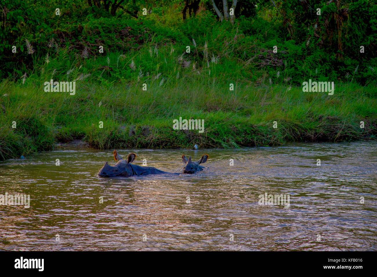 Beautiful rhino is bathing in river in Chitwan national park Stock ...