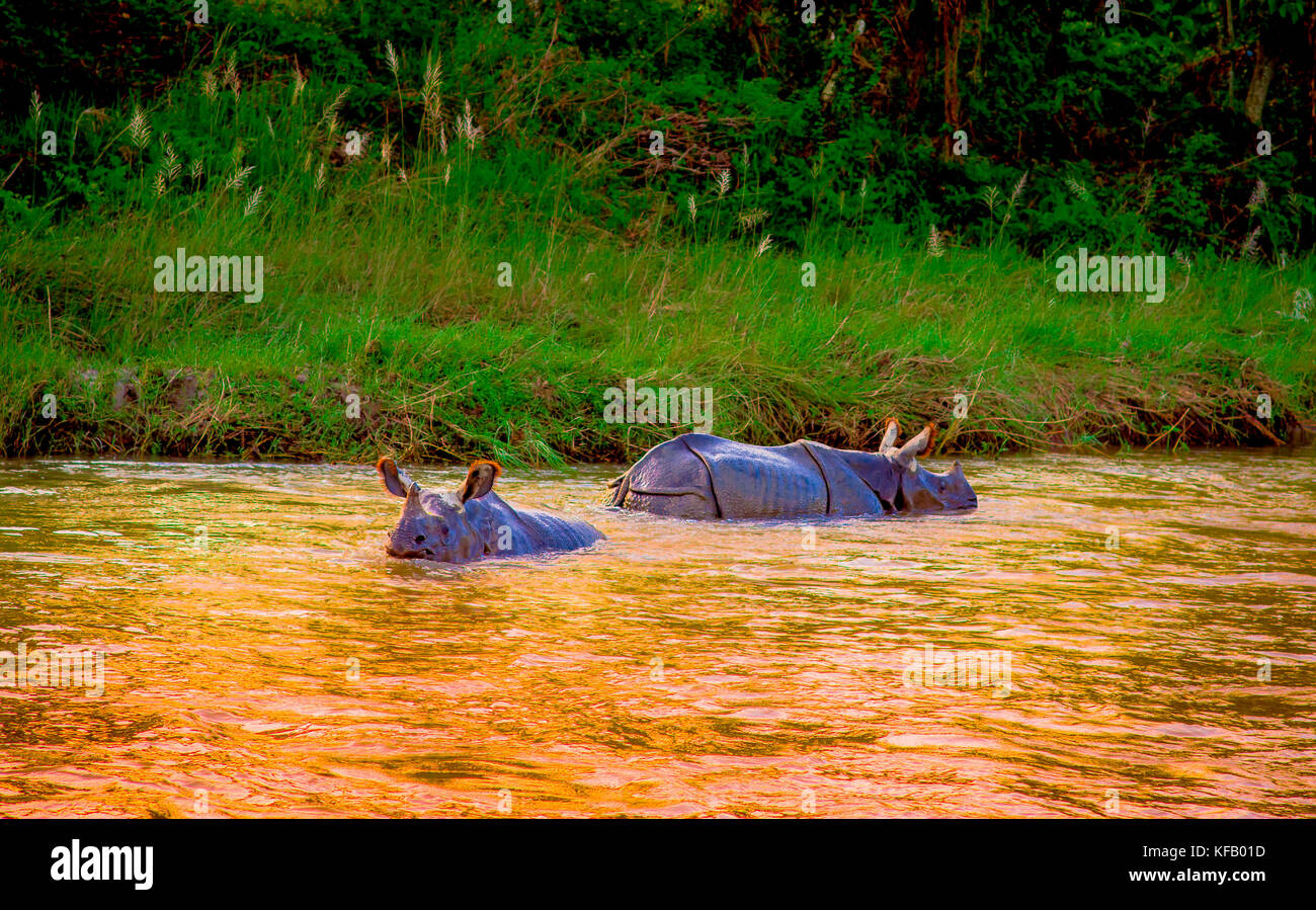 Beautiful rhino is bathing in river in Chitwan national park Stock ...