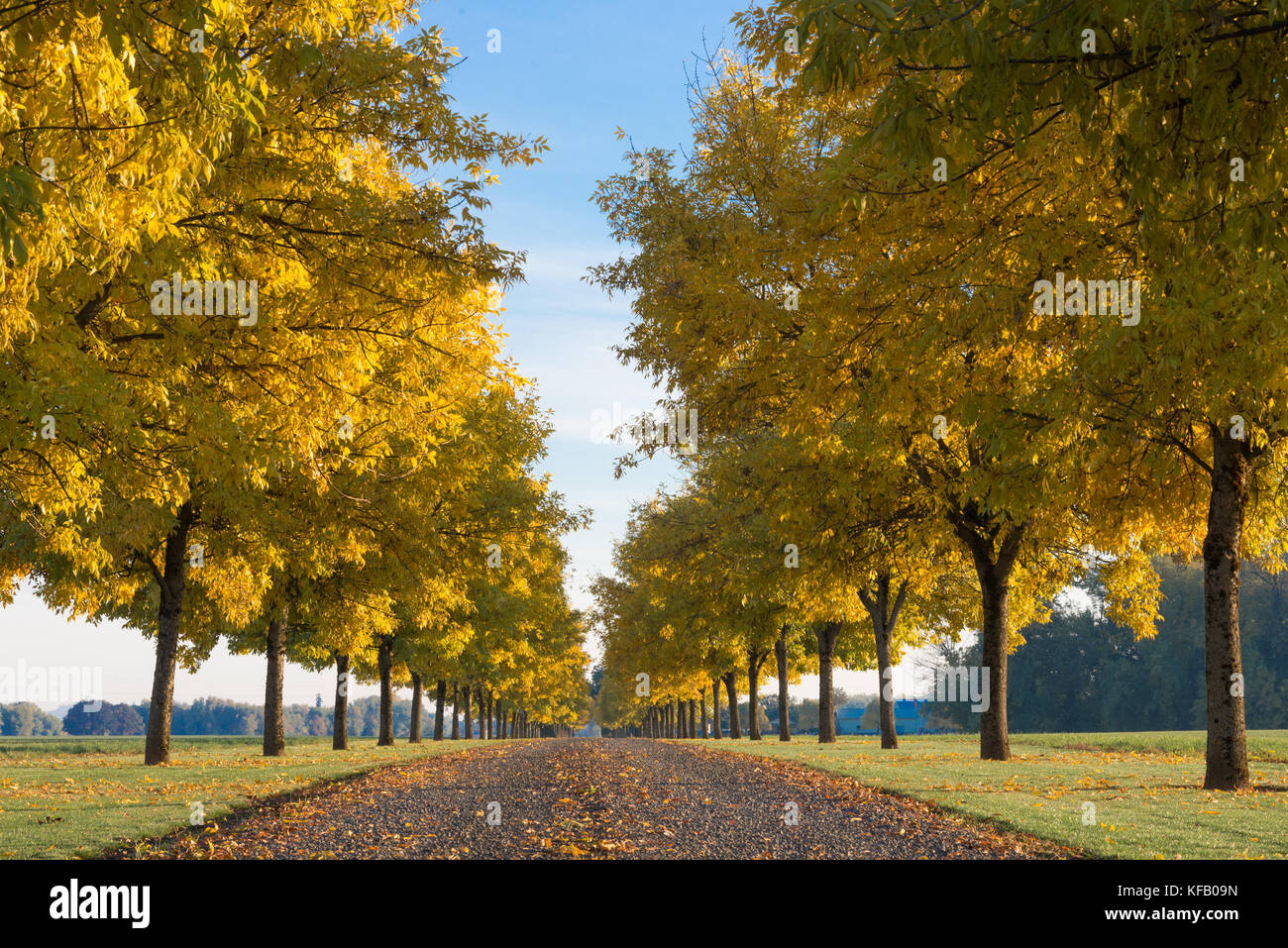 Looking down a row of golden trees Stock Photo - Alamy