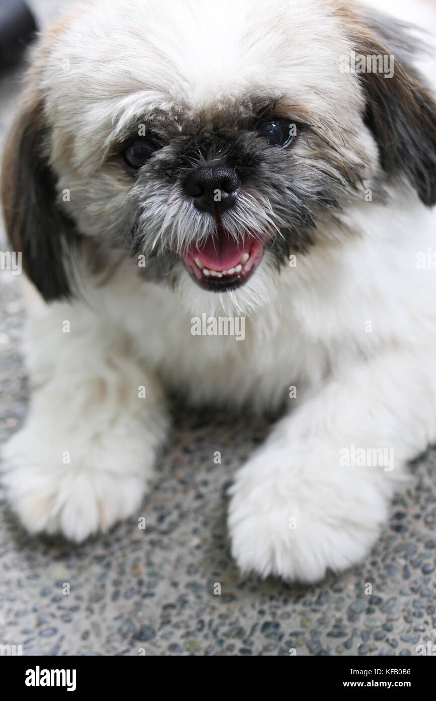 Sitzu hi-res stock photography and images - Alamy