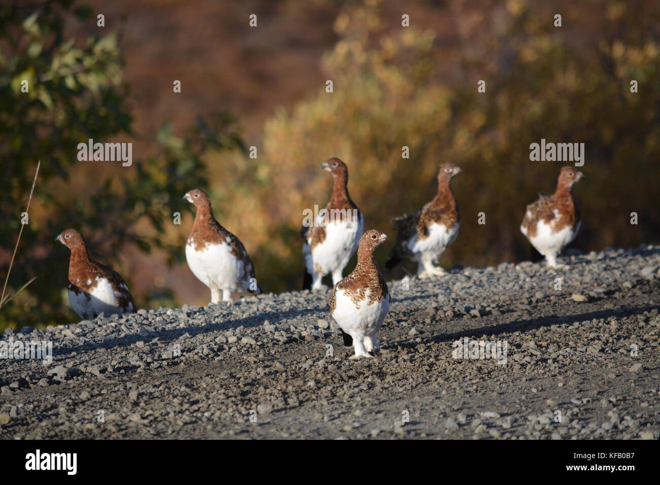 Primrose ridge denali national park hi-res stock photography and images ...