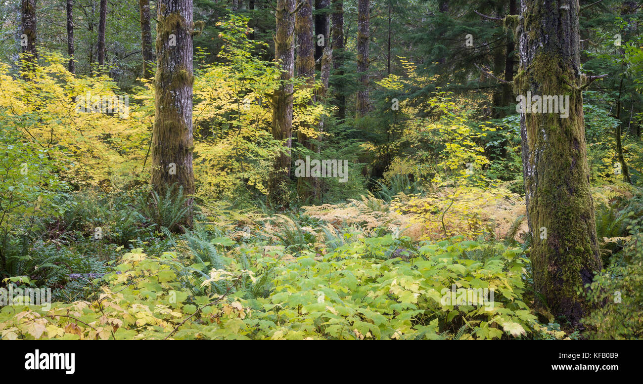 A panorama of the woods in Oregon's coast range between Corvallis and ...