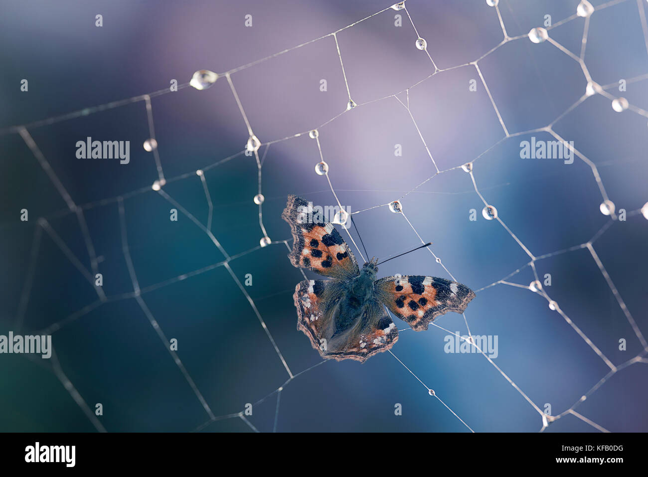 Butterfly in web Stock Photo - Alamy