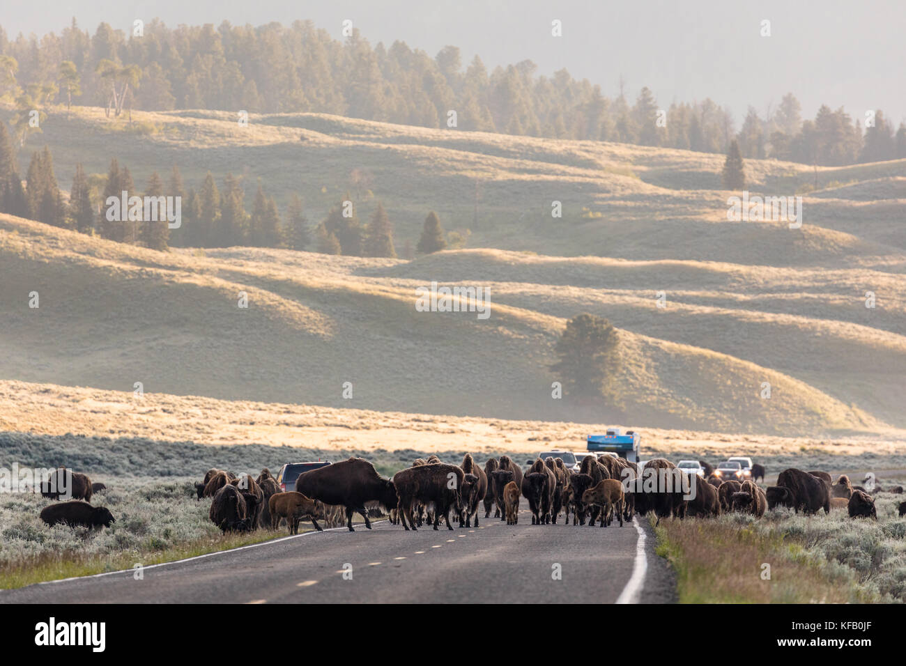 Buffalo bison crossing road yellowstone hi-res stock photography and ...