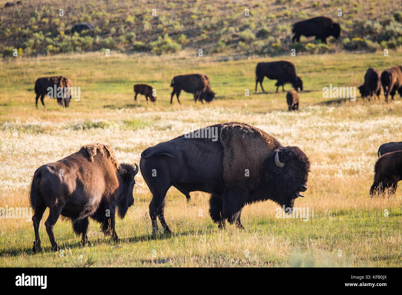 A herd of American bison grazes in the Lamar Valley at the Yellowstone ...