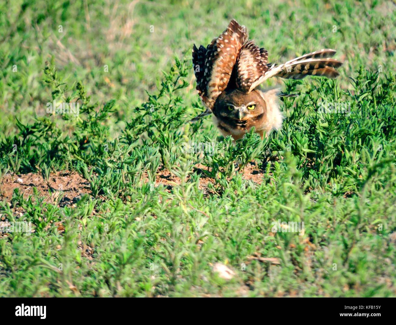 A burrowing owl stalks its prey in the grasslands at the Great Sand ...