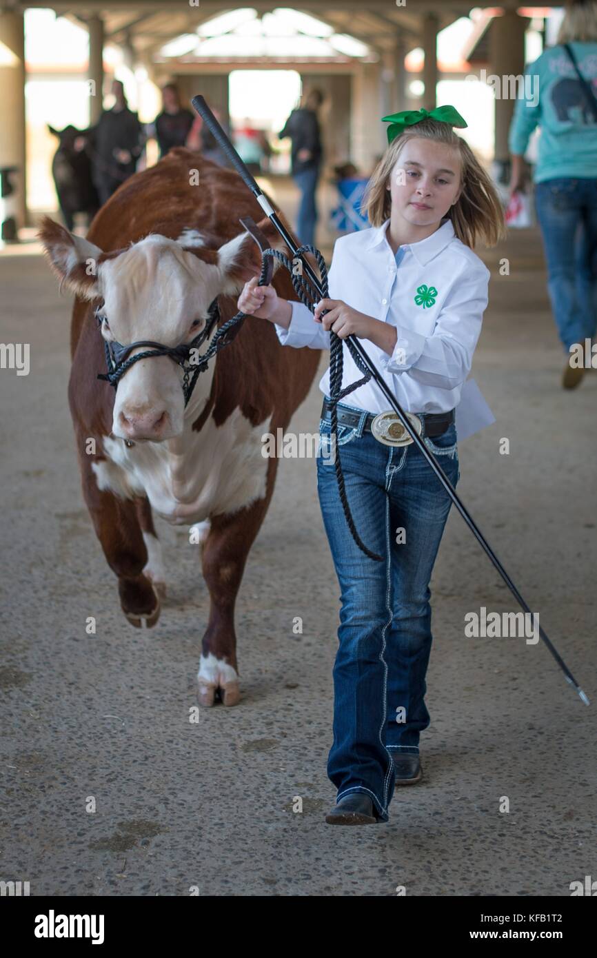 A young girl presents her cow during a 4-H livestock competition during ...