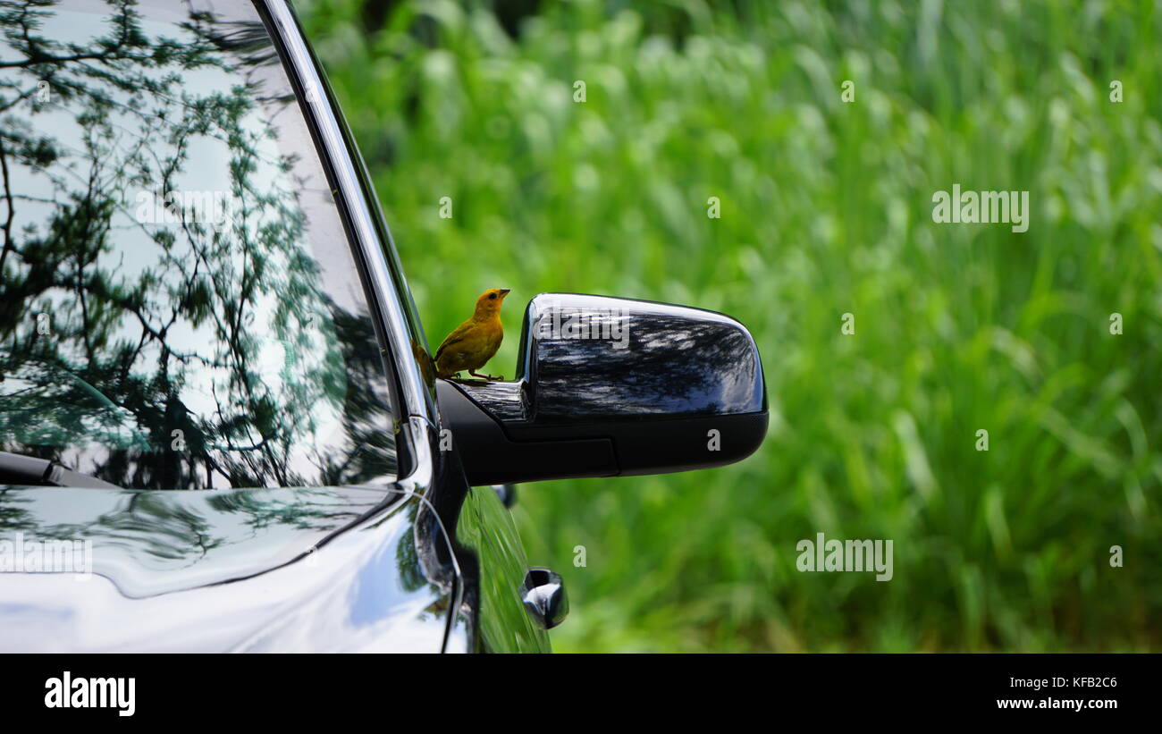 Bird perched on a car Stock Photo - Alamy