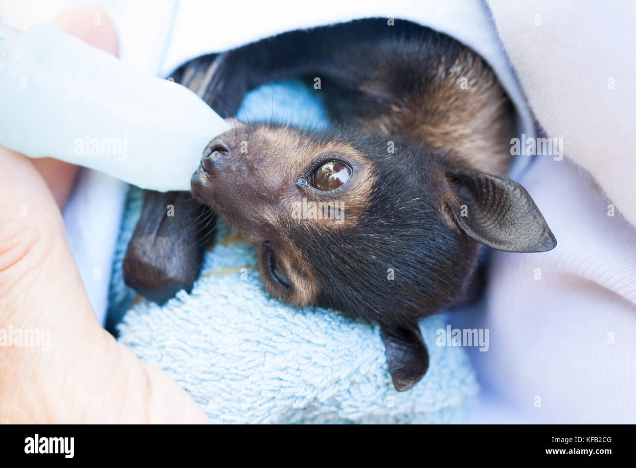 Spectacled flying-fox (Pteropus conspicillatus) orphan in care, approx ...