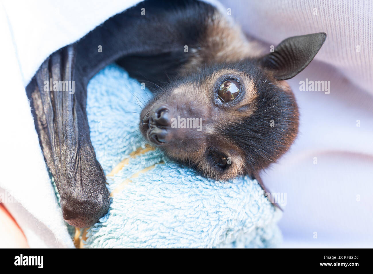Spectacled flying-fox (Pteropus conspicillatus) orphan in care, approx ...