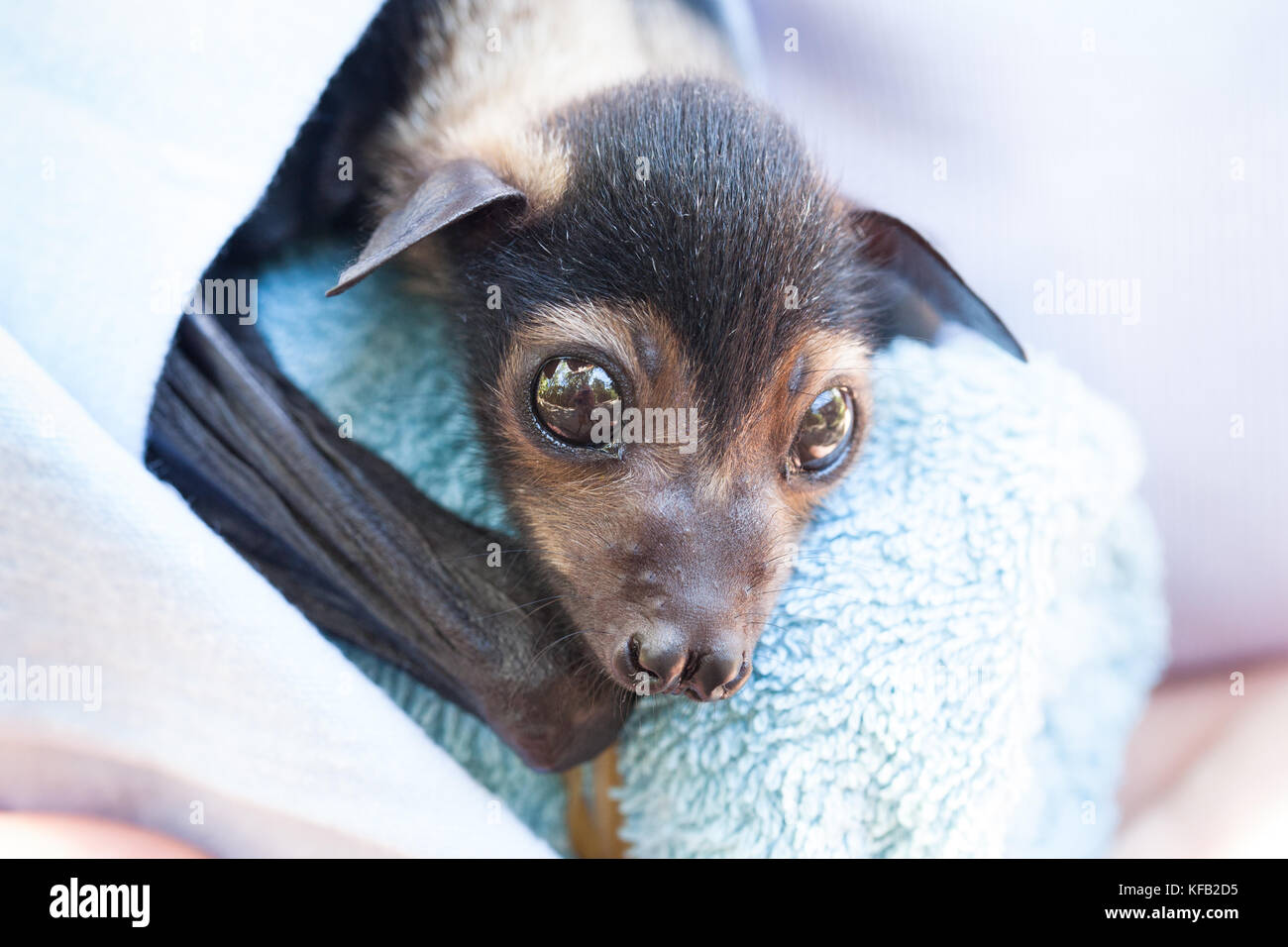 Flying fox bay hi-res stock photography and images - Alamy