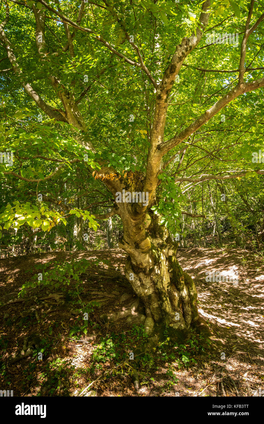 Old big beech tree in front of the forest Stock Photo - Alamy