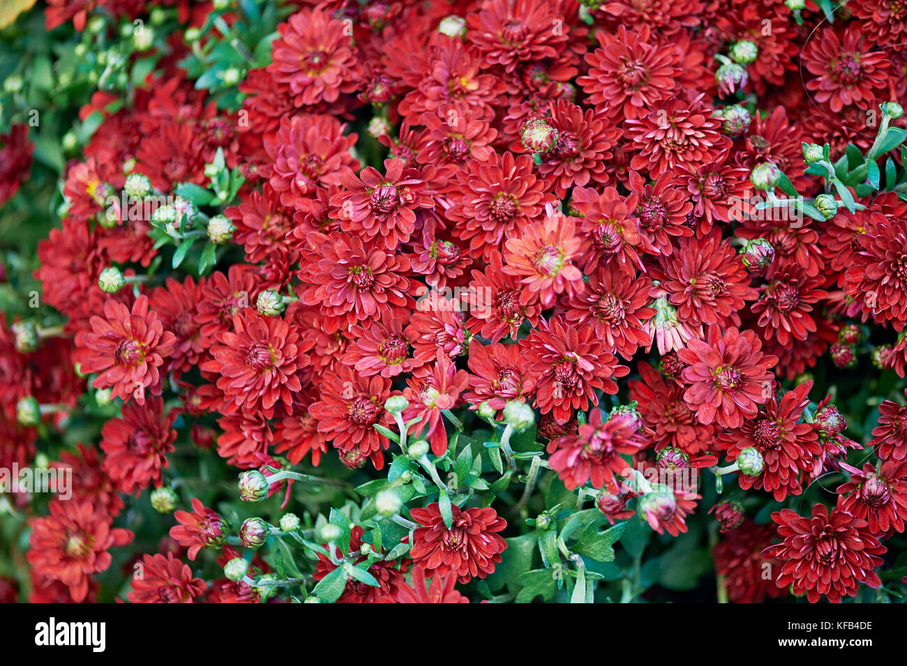 Flower Wall Texture High Resolution Stock Photography and Images - Alamy