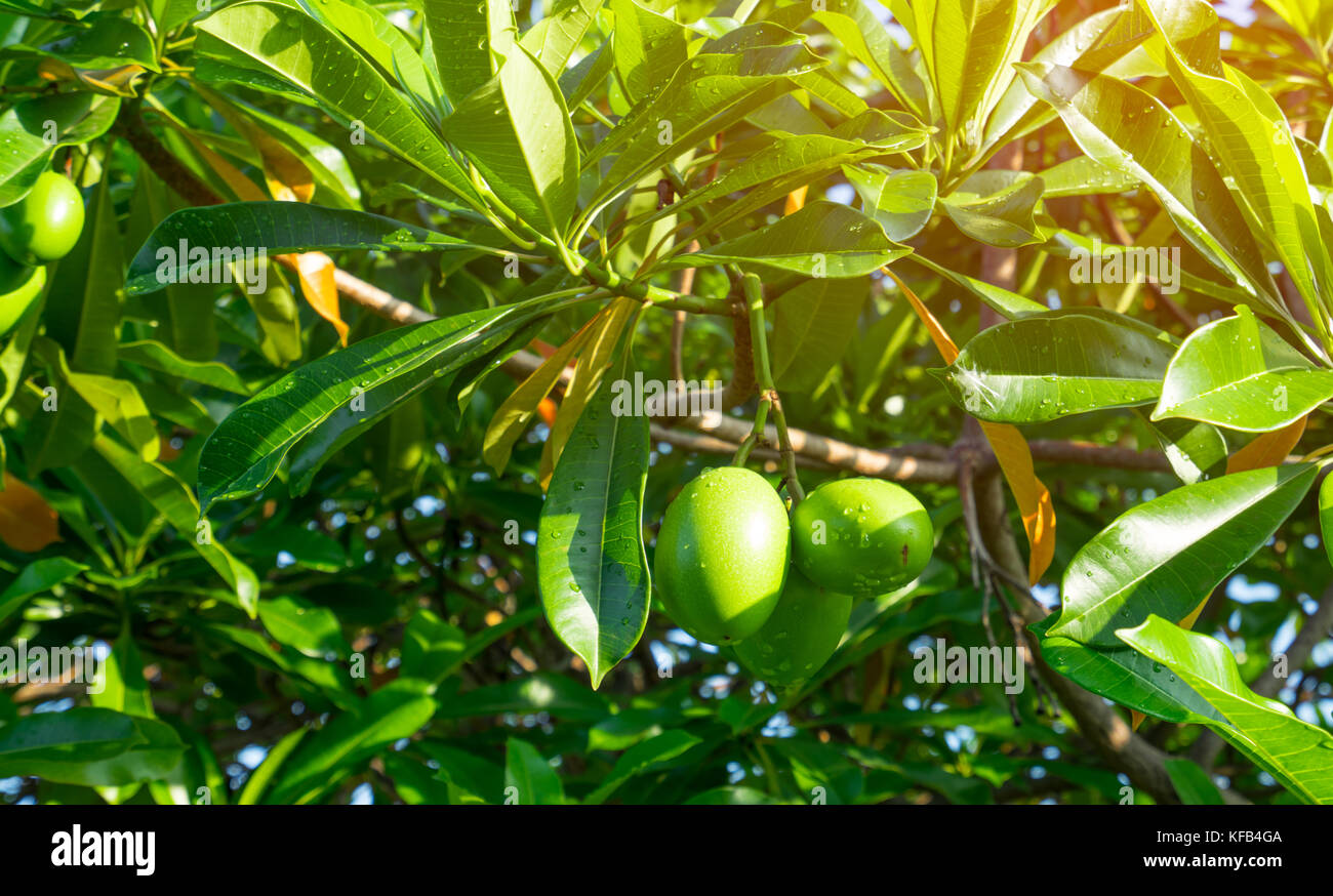 Cerbera odollam (Suicide tree, Pong-pong, Othalanga) tree with ...