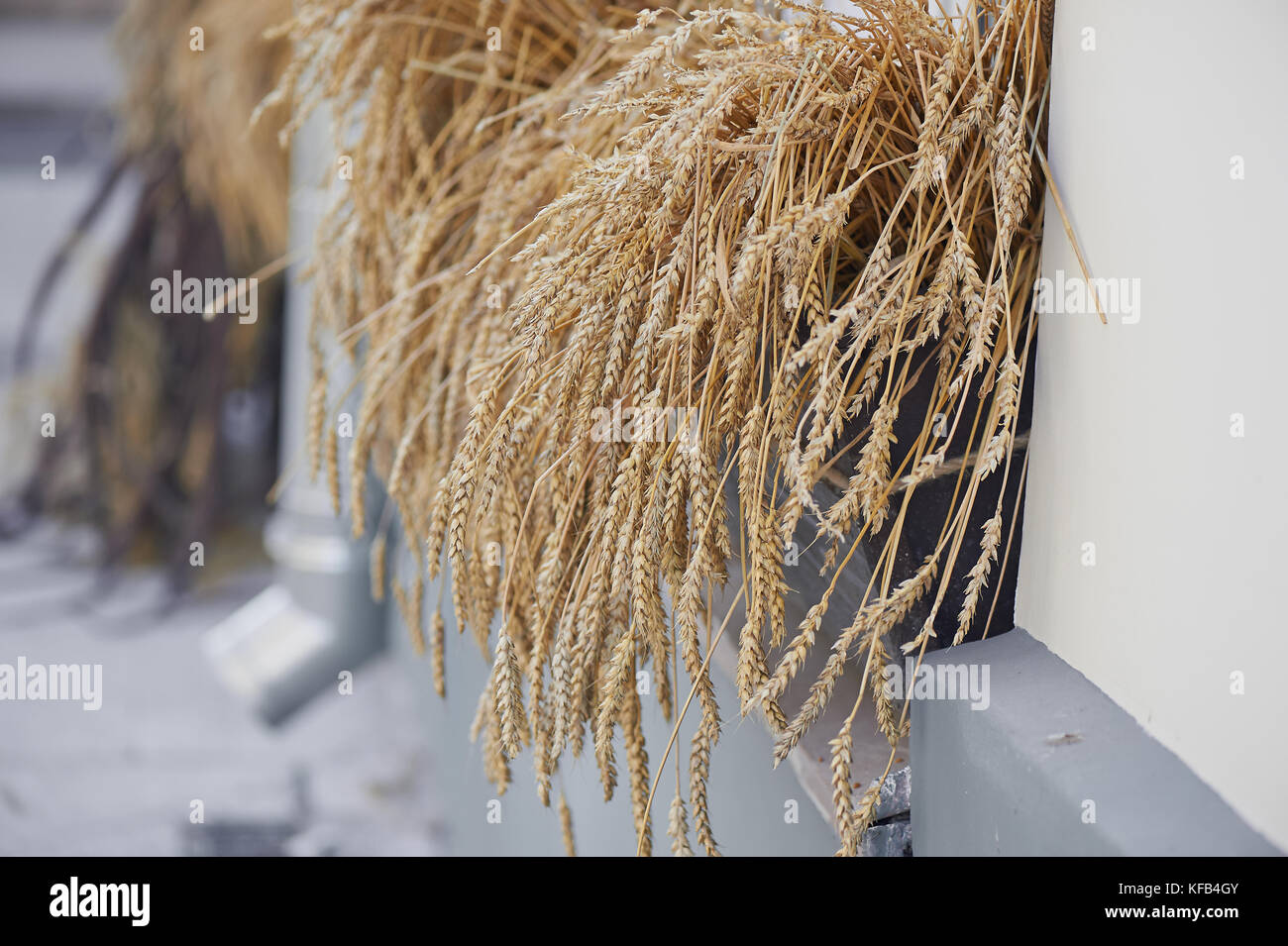 Rye bundle, top view, selective focus Stock Photo - Alamy
