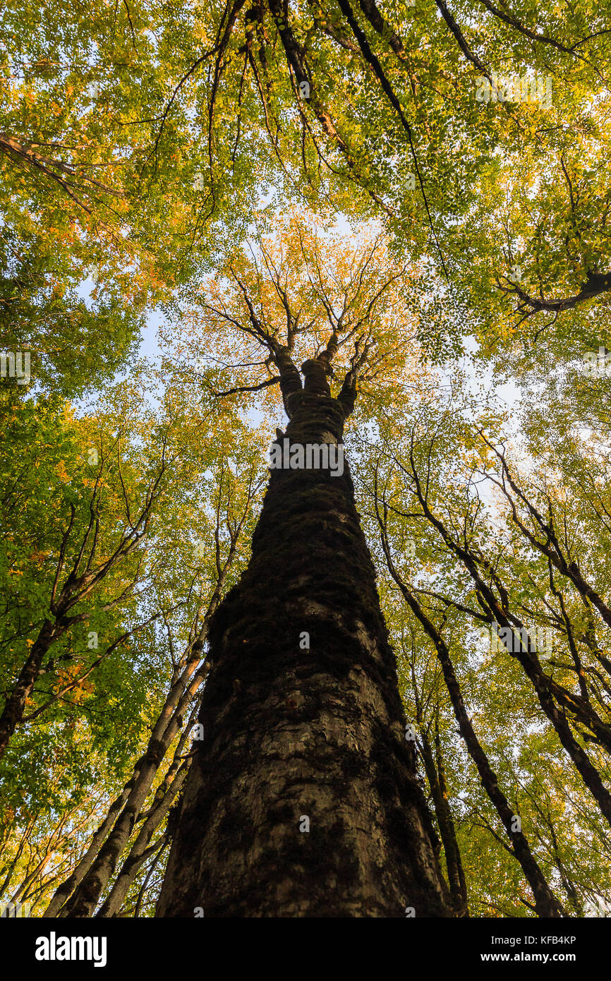 Autumn trees in the forest Stock Photo - Alamy