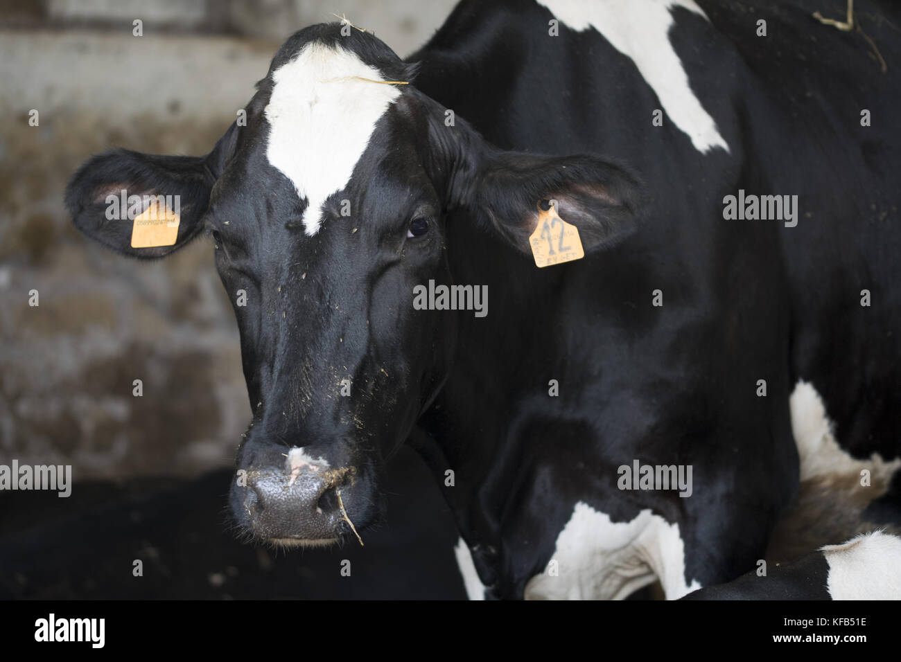 Barn full cows hi-res stock photography and images - Alamy