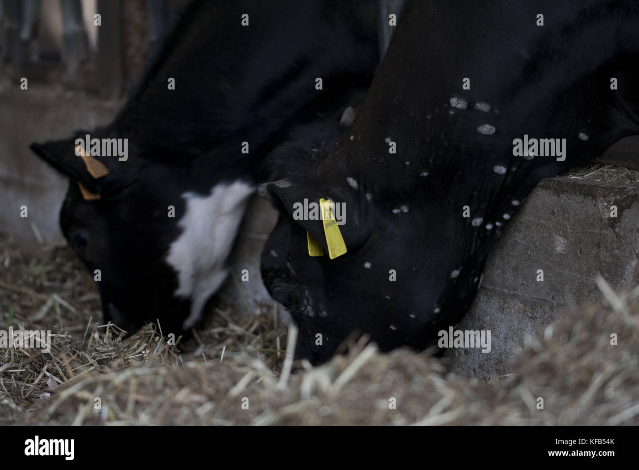 Cows in farm cowshed close hi-res stock photography and images - Alamy