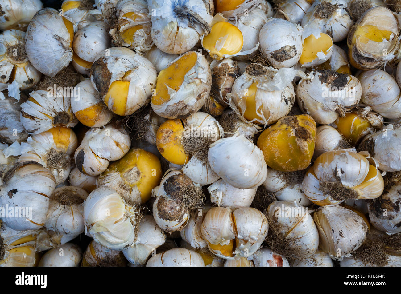 Selection bulbs of flowers Aleum Caerulium close-up Stock Photo - Alamy