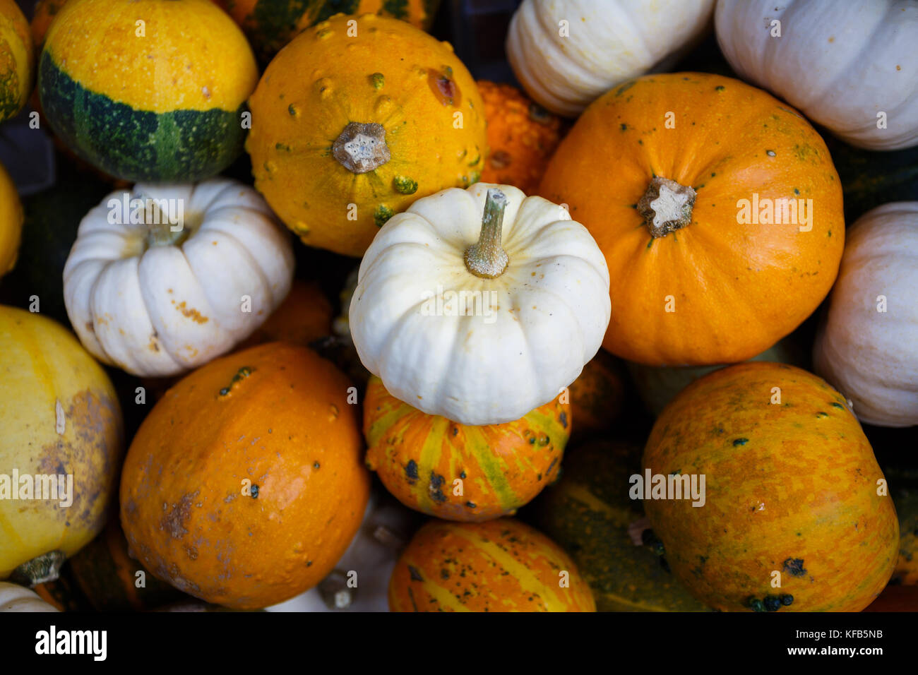 Kalebas hi-res stock photography and images - Alamy