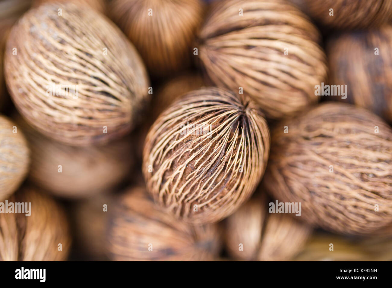 Selection bulbs of Buddha palm tree close-up Stock Photo - Alamy