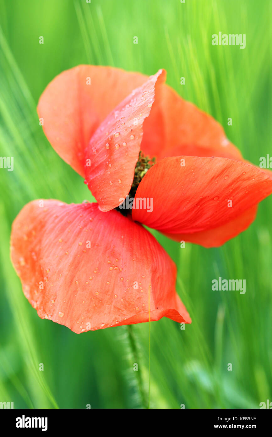Poppy with morning dew hi-res stock photography and images - Alamy
