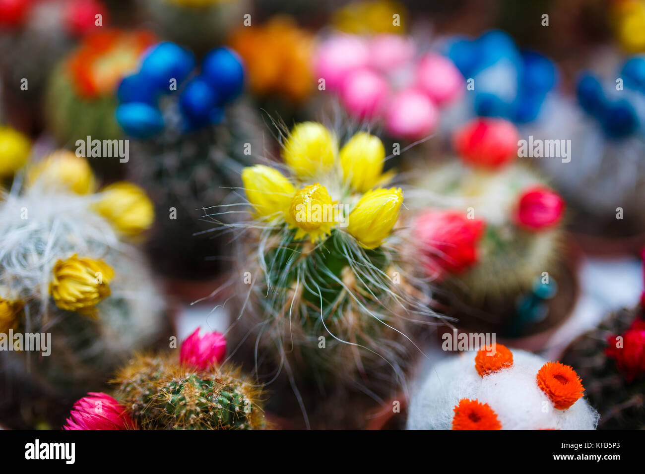 Colorful little cactus close-up Stock Photo - Alamy