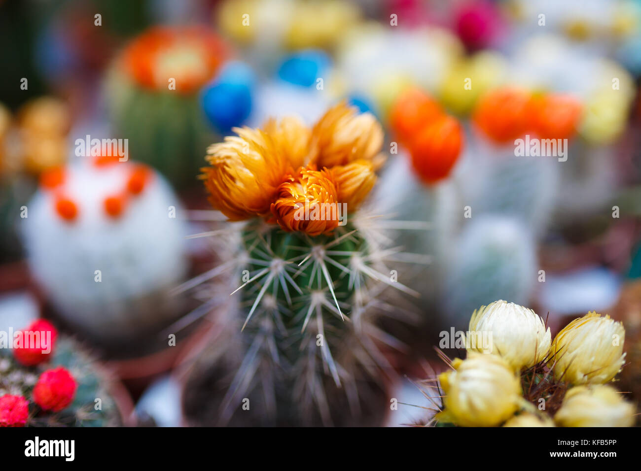 Colorful little cactus close-up Stock Photo - Alamy