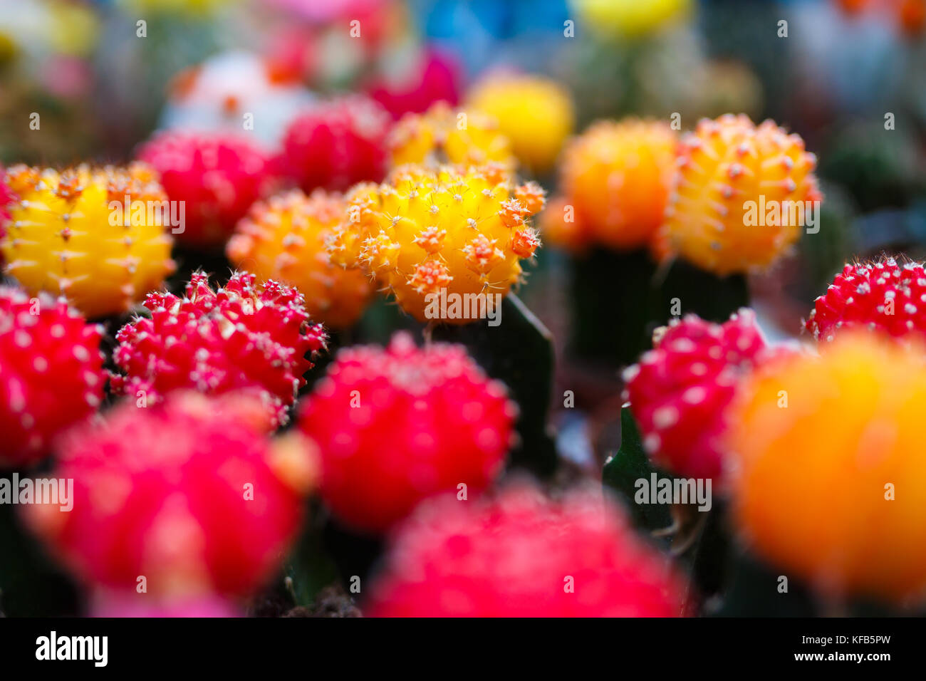 Little cactus hi-res stock photography and images - Alamy