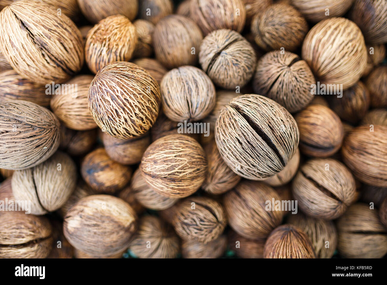 Palm Tree With Bulbs High Resolution Stock Photography and Images - Alamy