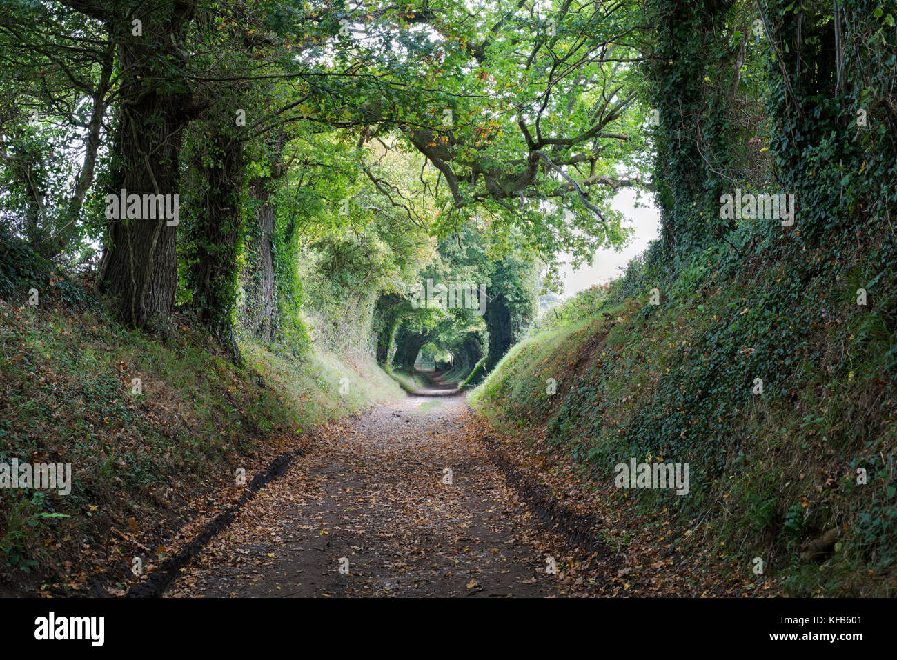 Halnaker Tunnel An Ancient Roman Road And Tunnel Of Trees Near Halnaker West Sussex Uk Stock