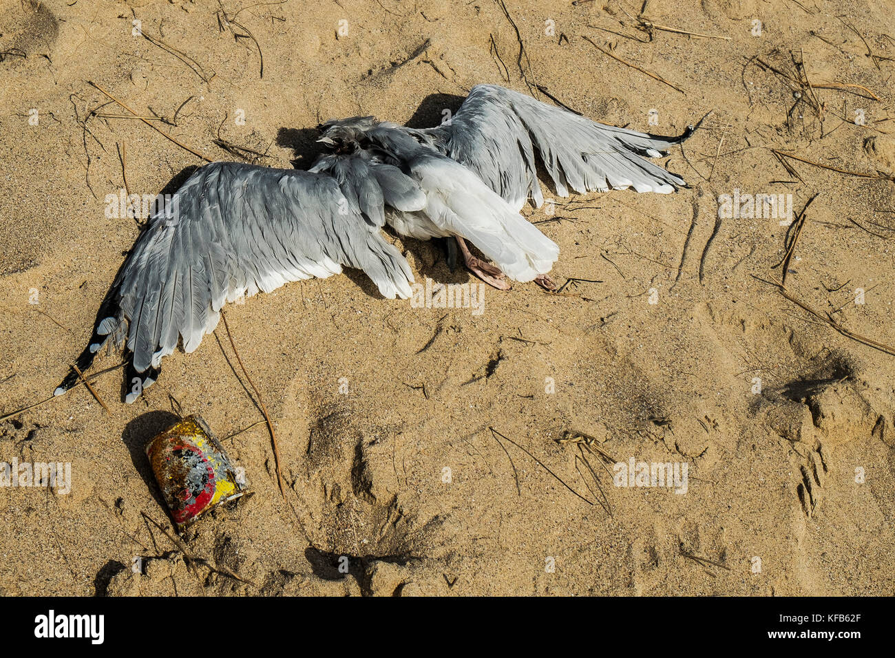 A dead seagull with outstretched wings on a beach Stock Photo - Alamy