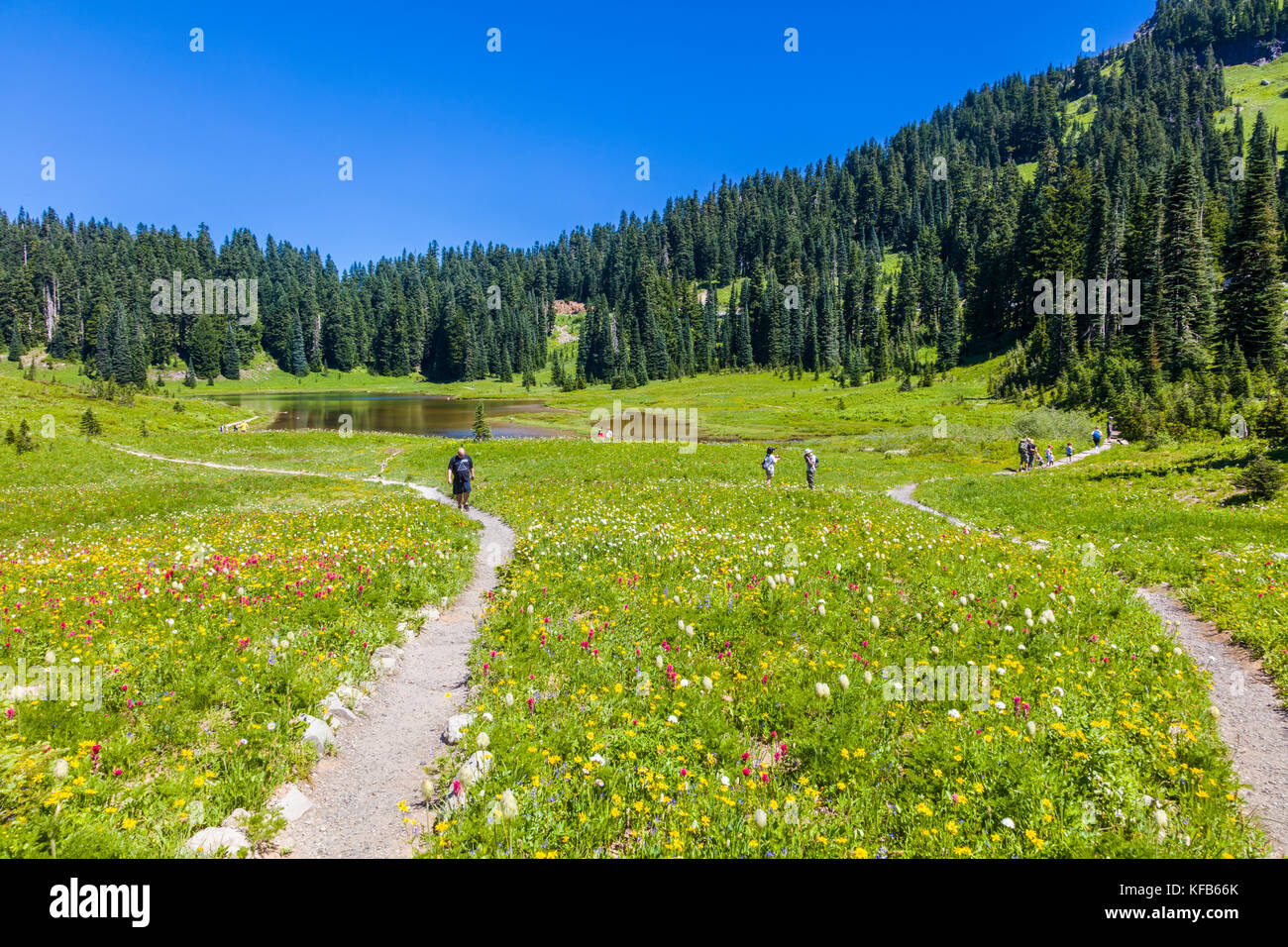 National park wildflowers hi-res stock photography and images - Alamy