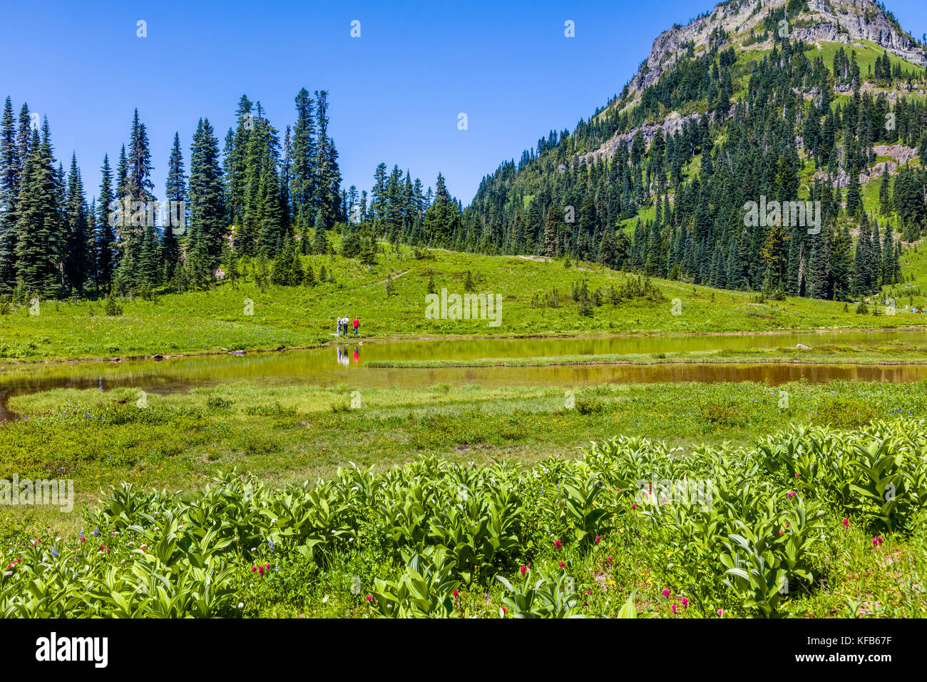 Tipsoo Lake on the Mather Memorial Parkway in Mount Rainier National ...
