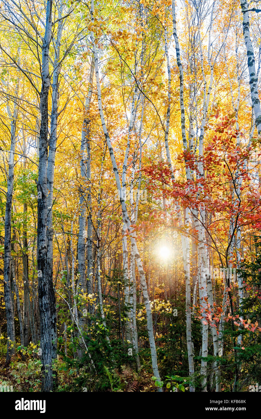 Canada maple nobody forest hi-res stock photography and images - Alamy