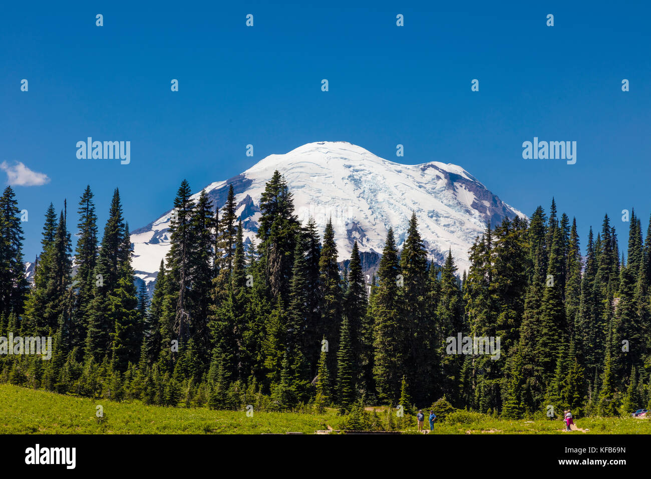 Mt. Rainier rising above trees on the Mather Memorial Parkway in Mount ...