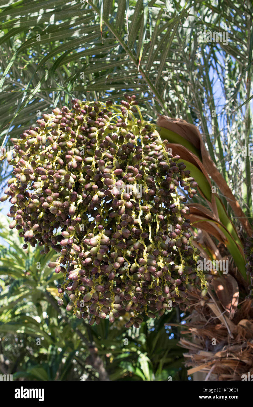 Date palm tree in Southern California USA Stock Photo - Alamy