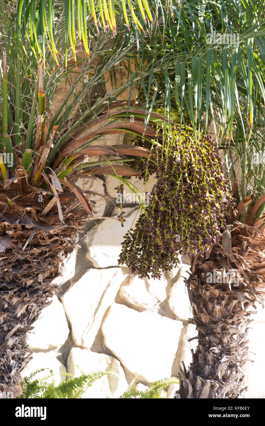 Date palm tree in Southern California USA Stock Photo - Alamy