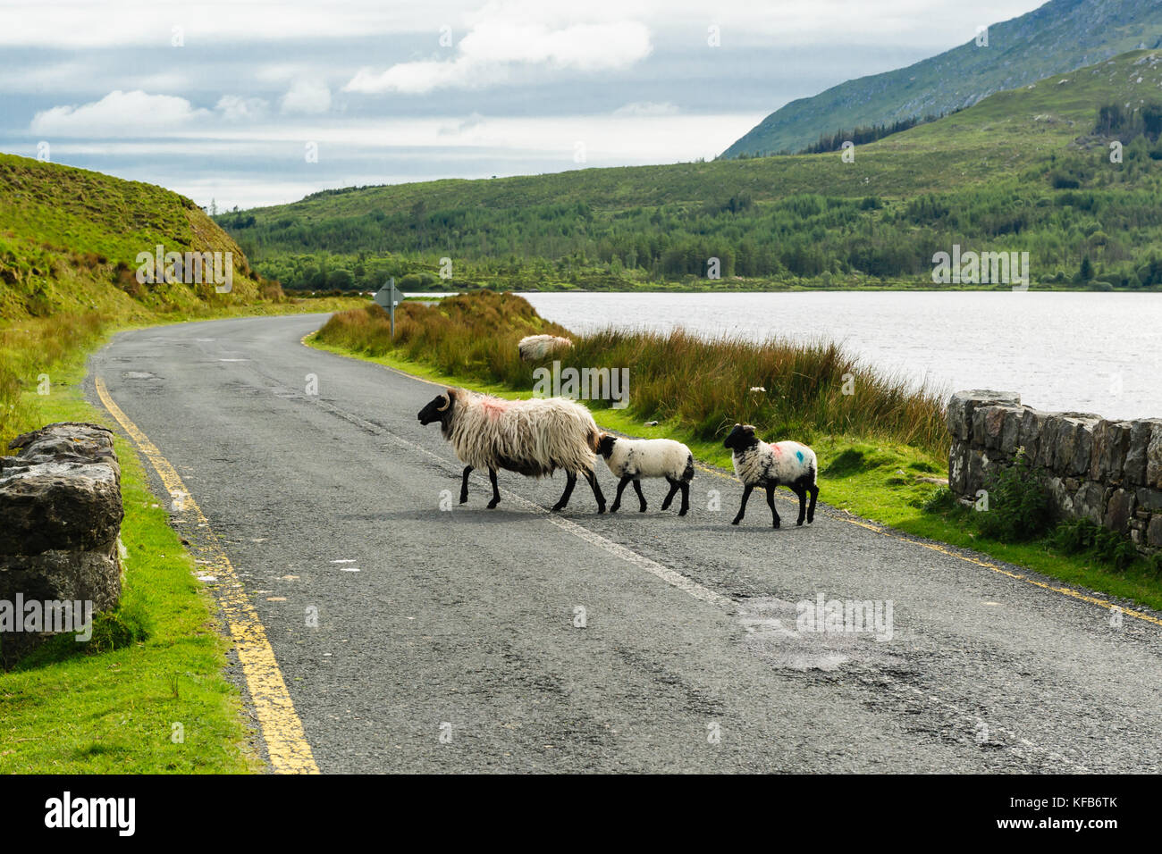 Sheep with two lambs crossing the street in Connemara, Ireland Stock ...