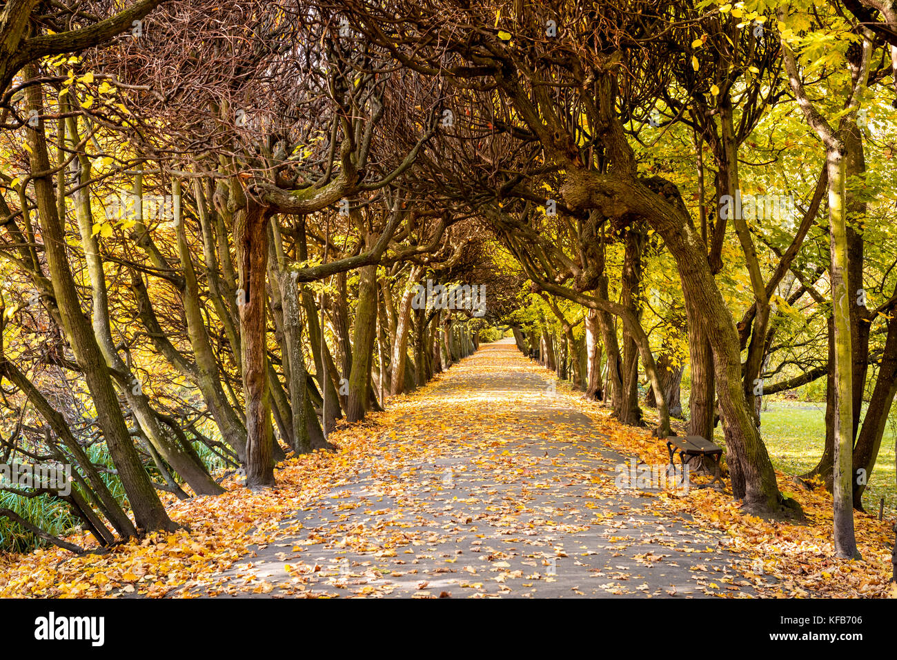 Autumn in the park in Gdansk Oliwa. The Oliwski Park is very popular ...