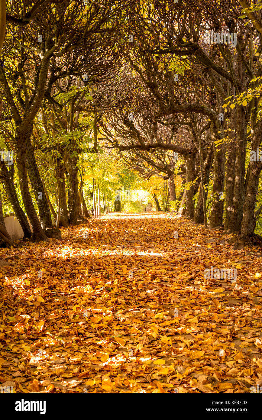 Autumn in the park in Gdansk Oliwa. The Oliwski Park is very popular ...